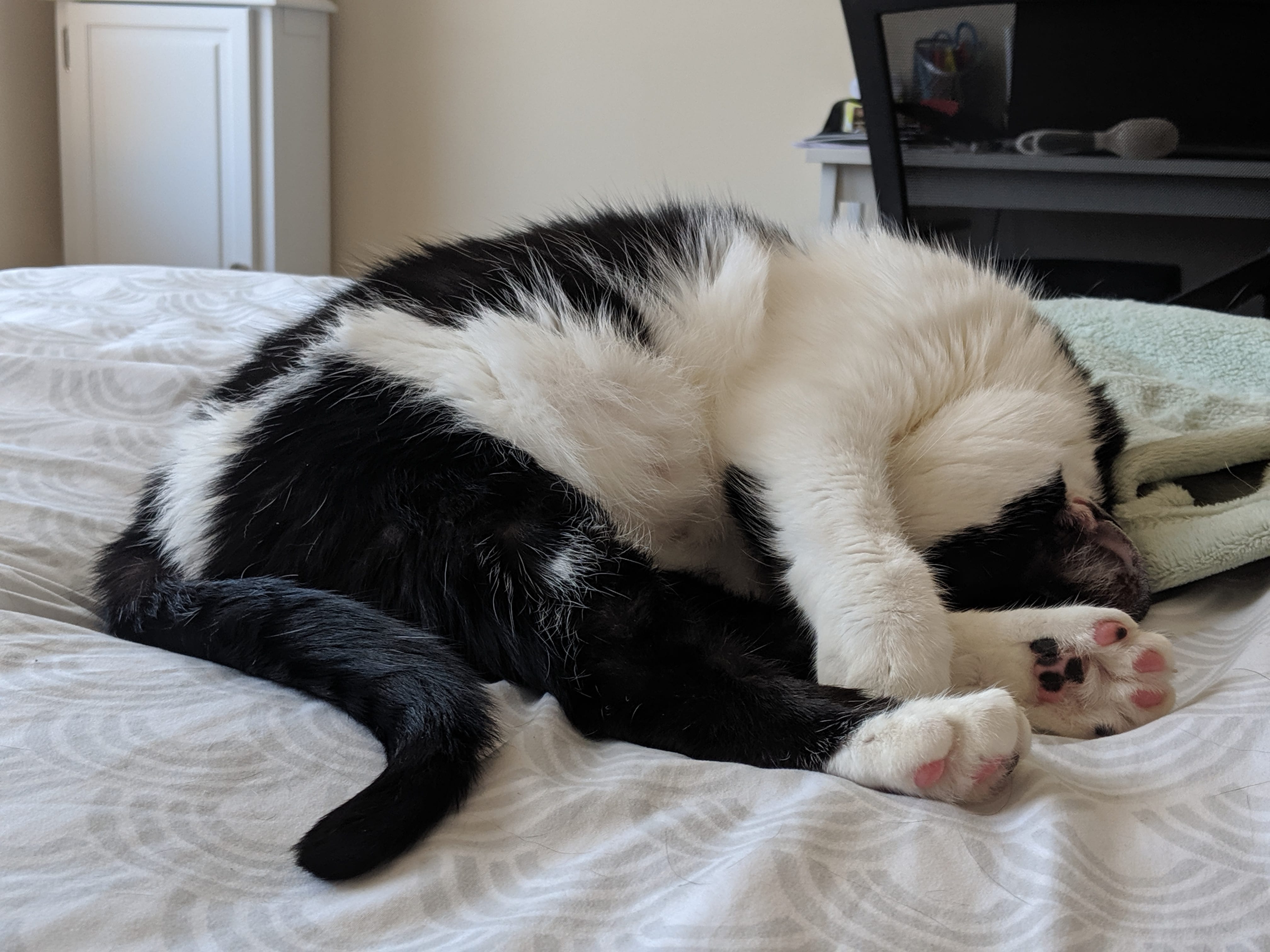 Sour Patch Cat is now Queen of the Apartment